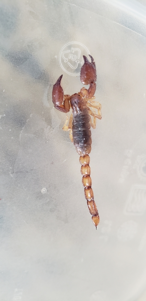 Iurida from Las Playas, 39390 Acapulco de Juárez, Gro., Mexico on July ...