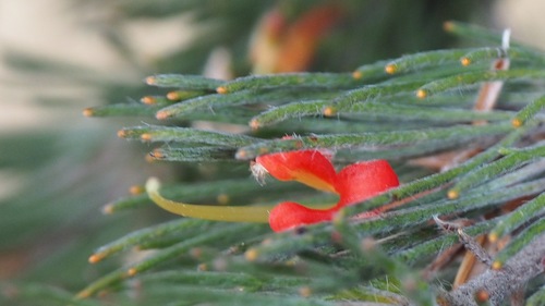 Woolly Bush (Adenanthos sericeus) · iNaturalist