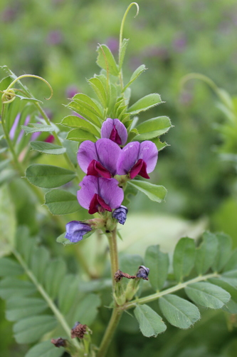 Observations by leannamd · iNaturalist