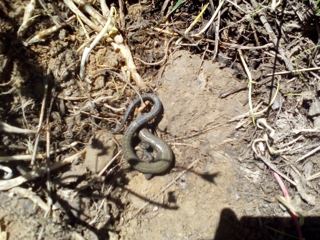 Bogotá Anadia in June 2016 by .. via a ETB · iNaturalist