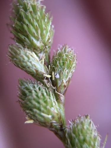 Blunt broom sedge (Carex tribuloides)