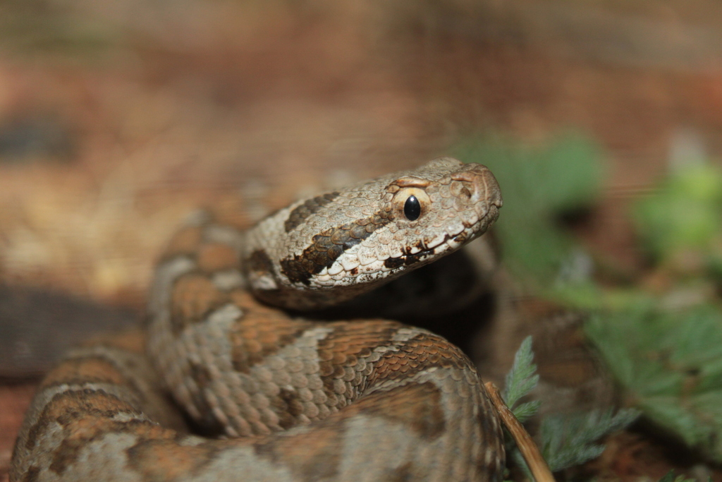 Ottoman Viper from Kaş, TR-AL, TR on May 7, 2014 by Karim Chouchane. I ...