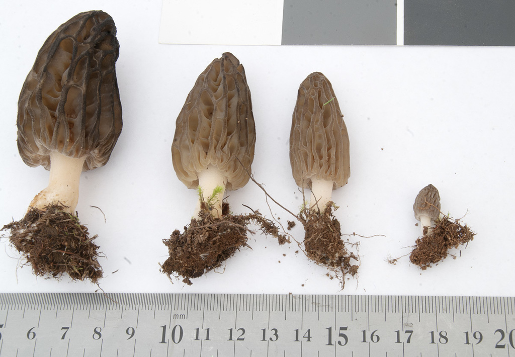 Tipos De Hongos Morillas