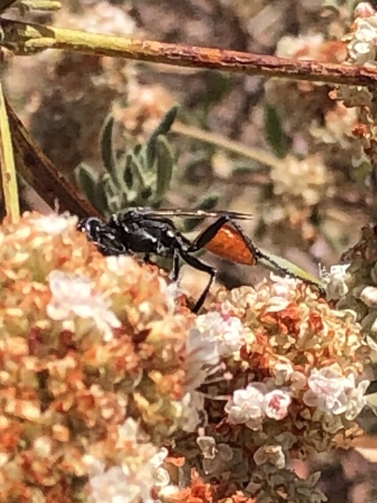 Prionyx from Jurupa Valley, CA, US on July 14, 2020 at 12:14 PM by ...