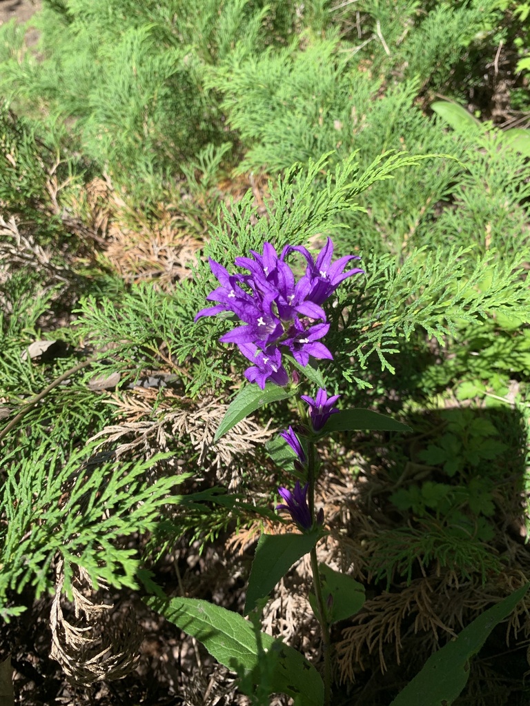 clustered bellflower from Satava, Turku, Varsinais-Suomi, FI on July 15 ...