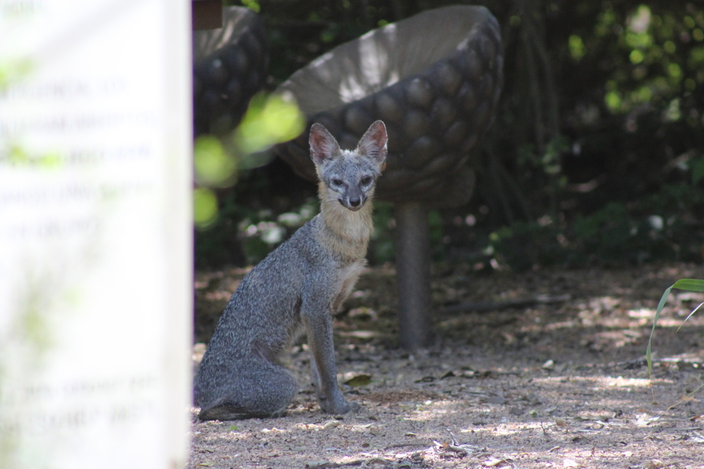 Gray Fox from Edinburg, TX, USA on July 14, 2020 at 08:48 AM by Mario ...