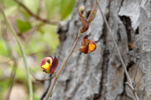 Genus Dunbaria · iNaturalist