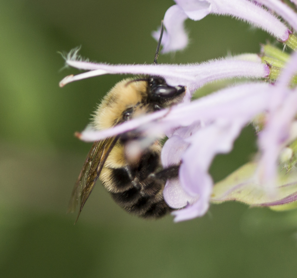 Two-spotted Bumble Bee in July 2020 by MaLisa Spring. on Monarda ...