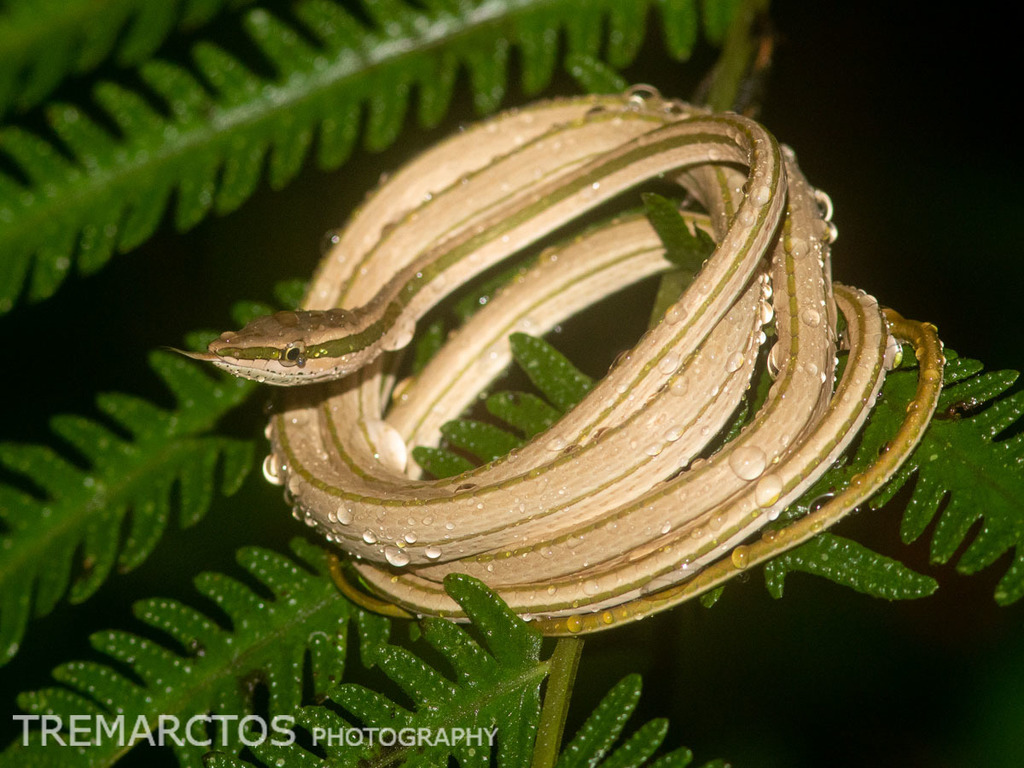 Striped Sharpnose Snake from Tiputini Biodiversity Station on December ...