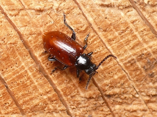 Genus Phygasia · iNaturalist