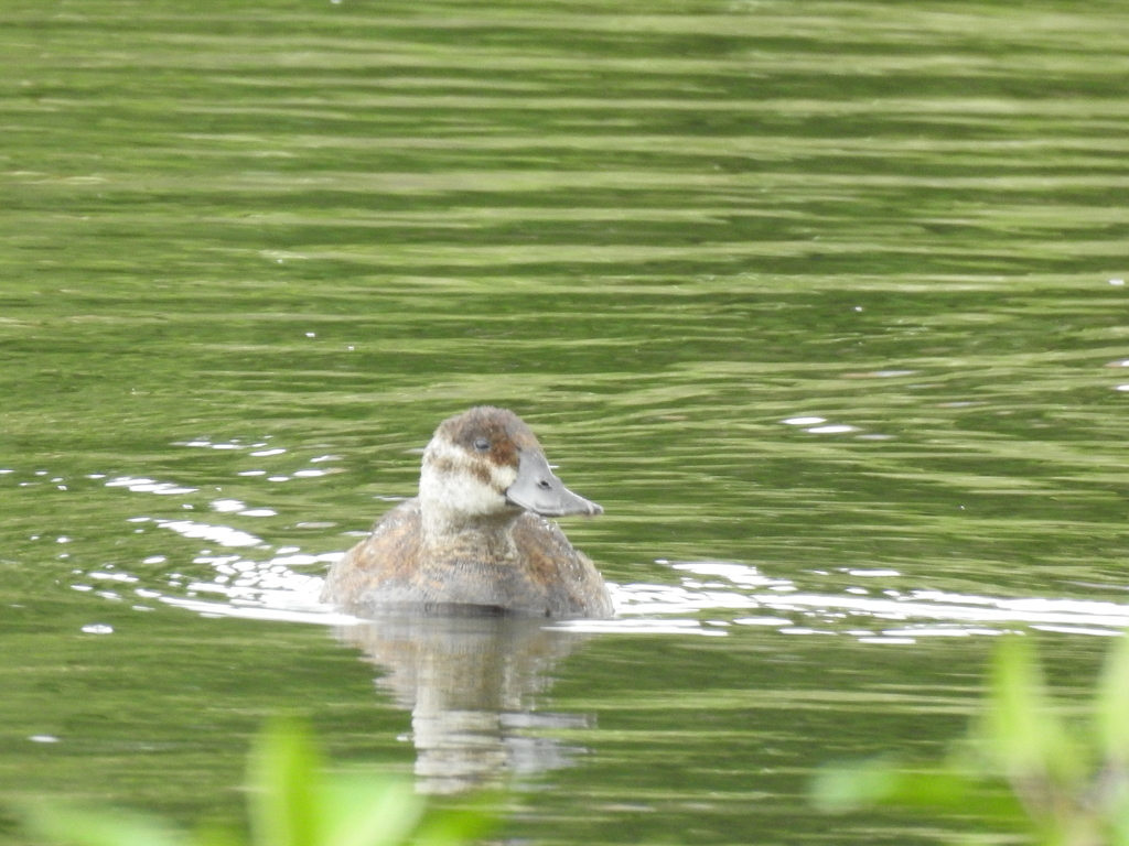 Andean Duck from Engativá, Bogotá, Colombia on July 2, 2020 at 01:38 PM ...