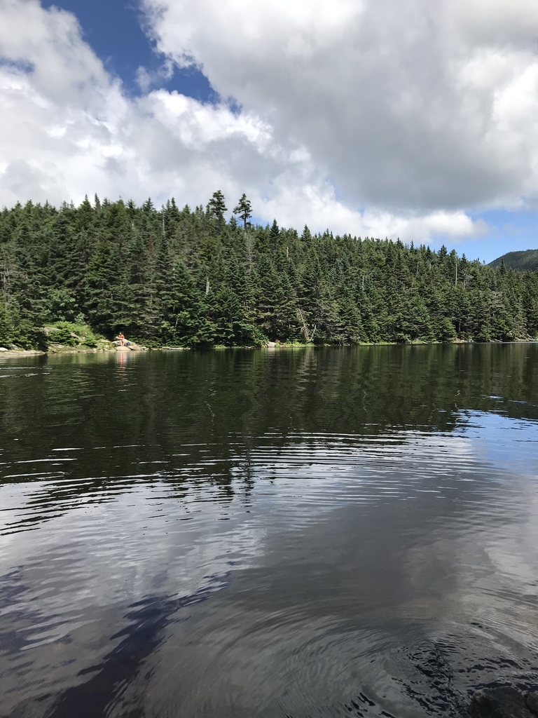 black spruce from Sterling Pond, Stowe, VT, US on July 15, 2020 at 01: ...