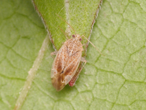 Psallus clarus · iNaturalist