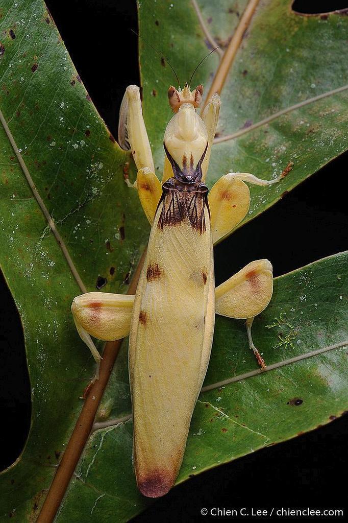 Orchid Mantis from Lahad Datu, Sabah, Malaysia on August 09, 2010 at 05 ...