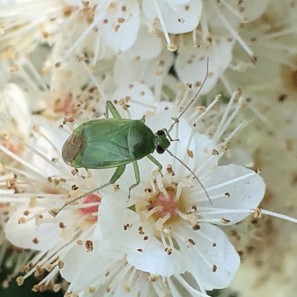 Apolygus lucorum from Colonel Samuel Smith Park, Toronto, ON, CA on ...