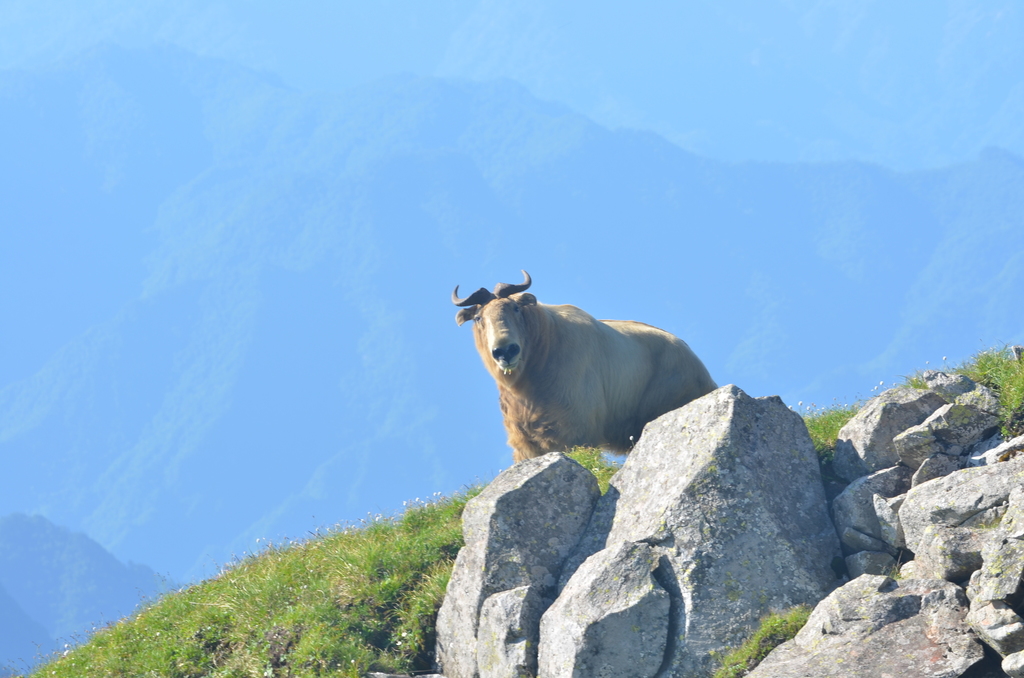 Golden Takin from Taibai County, Baoji, Shaanxi, China on July 2, 2020 ...