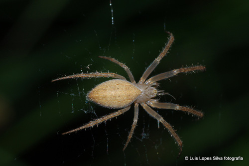 Larinia lineata · iNaturalist