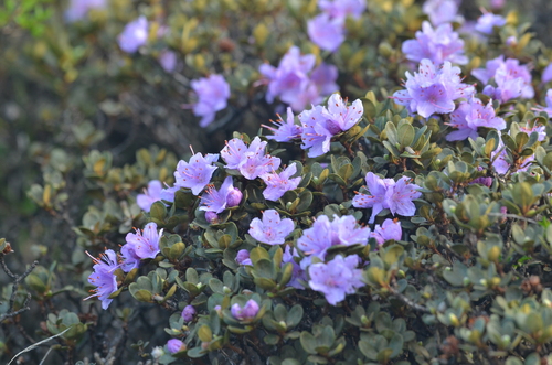 Rhododendron capitatum · iNaturalist Mexico