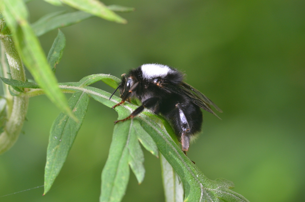 Festive Bumble Bee from Dali, Yunnan, China on July 12, 2020 at 04:03 ...