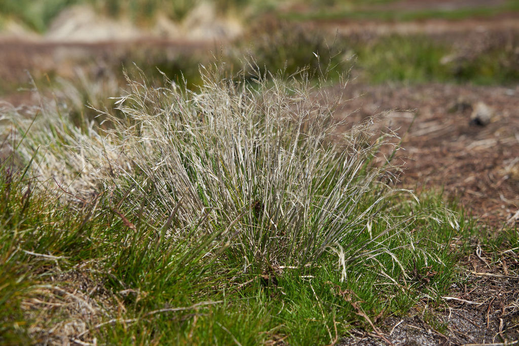 wavy hair-grass (Hummock Island Flora) · iNaturalist