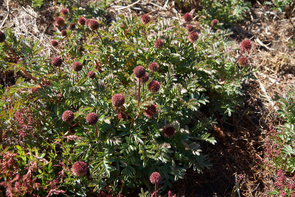 prickly-burr (Hummock Island Flora) · iNaturalist