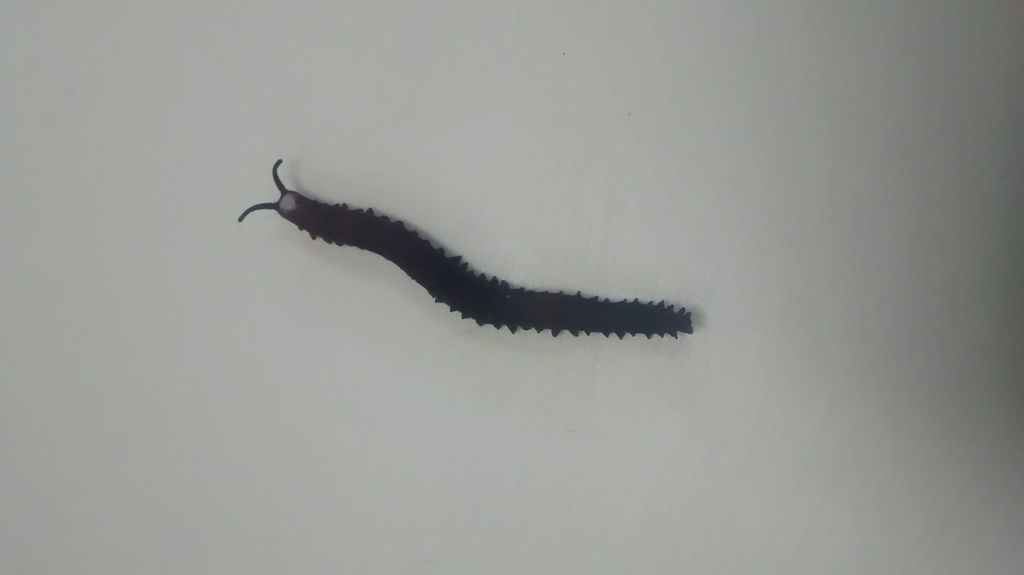 equatorial velvet worms from Cundinamarca, Colombia on October 12, 2016 ...