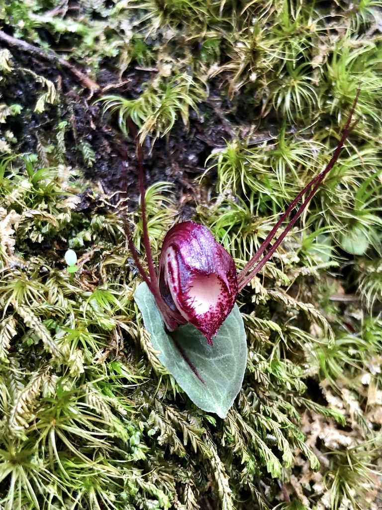 Corybas sinii in June 2020 by Qamar lin · iNaturalist