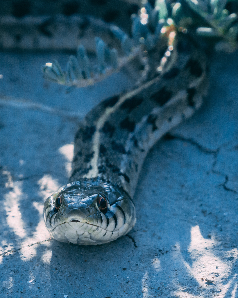 Checkered Garter Snake from China, NL, MX on July 12, 2020 at 07:30 AM ...