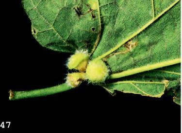 Hackberry Top-shaped Gall (Hackberry Galls) · iNaturalist