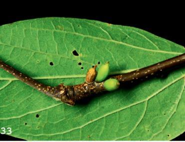 Hackberry Columnar Stem Gall Midge (Hackberry Galls) · iNaturalist