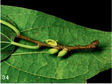 Hackberry Columnar Stem Gall Midge (Hackberry Galls) · iNaturalist