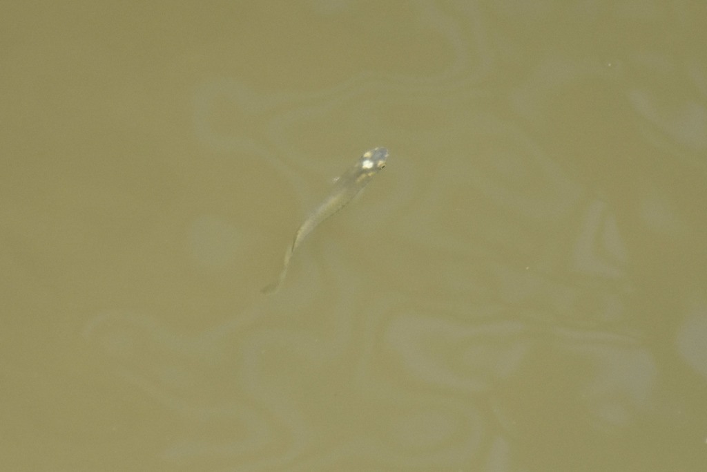Blackstripe Topminnow from Morrow County, OH, USA on July 15, 2020 at ...