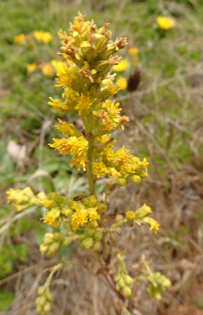 coast goldenrod from Bean Hollow State Beach, California, USA on July 8 ...