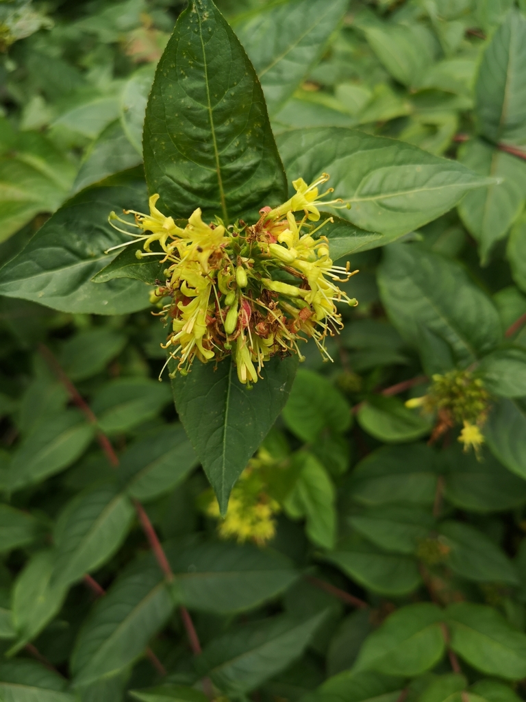 northern bush honeysuckle from Montreal, QC H1X 2B2, Canada on July 16 ...