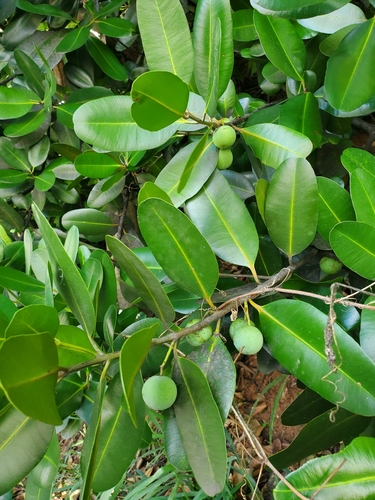 mast wood (Variety Calophyllum brasiliense antillanum) · iNaturalist