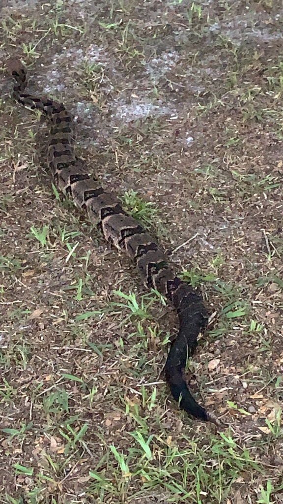 Timber Rattlesnake in July 2020 by blondewolverine · iNaturalist