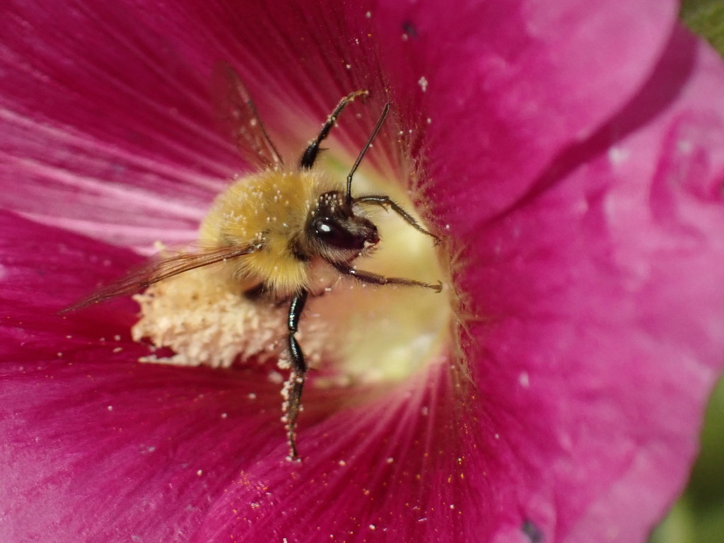 Perplexing Bumble Bee from West Hurley, NY, USA on July 14, 2020 at 01: ...