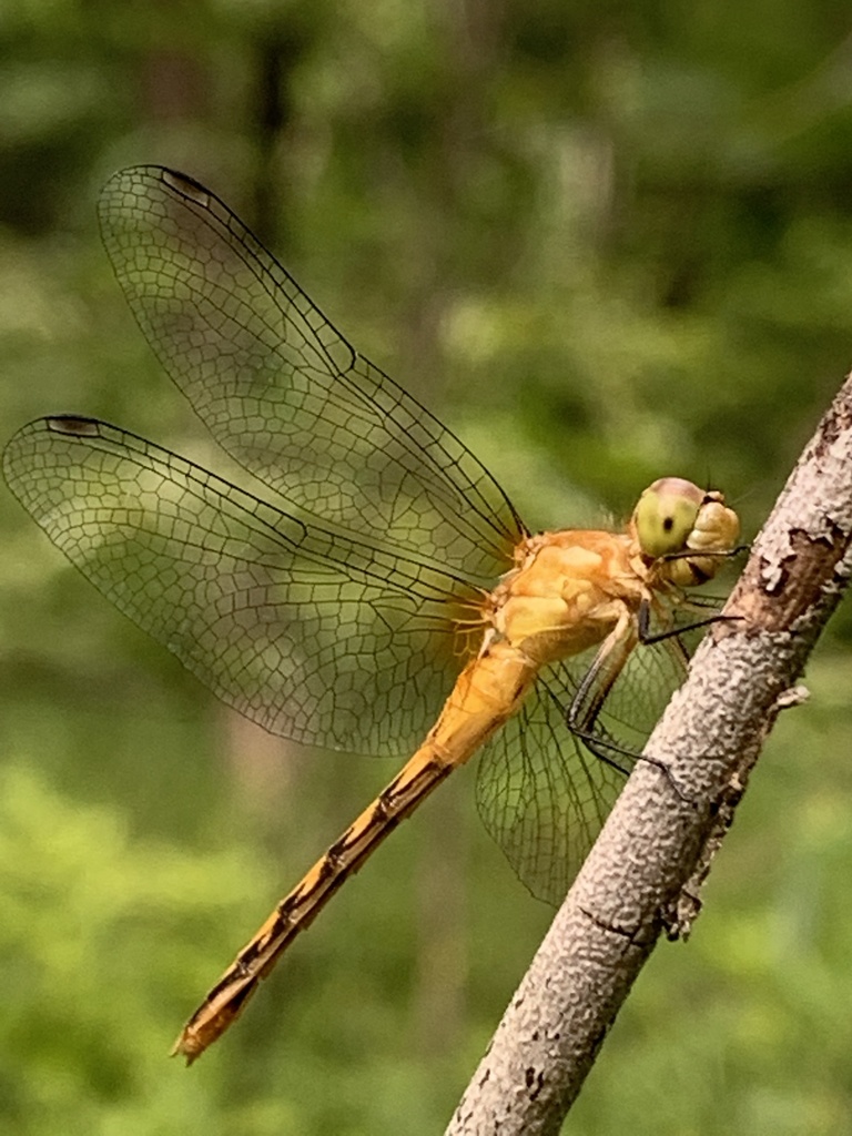 Ruby Meadowhawk from Deer Grove West Woodland and Wetland Nature Preserve, Barrington, IL, US on ...