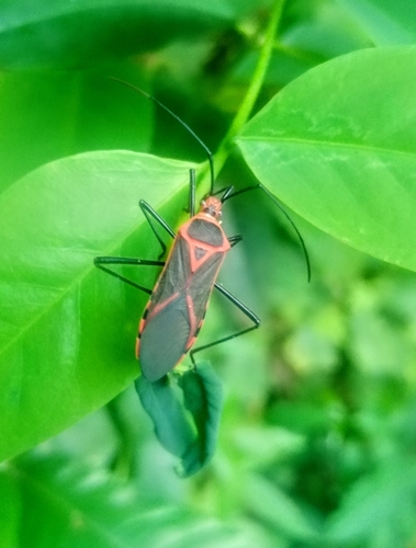 Dasynus coccocinctus · iNaturalist