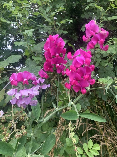 Observations by olivebranch · iNaturalist