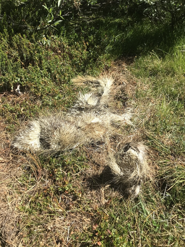 North American Porcupine from Yosemite National Park, Yosemite National ...