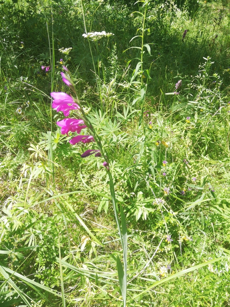 Turkish Marsh Gladiolus from Минский район, Беларусь on July 17, 2020 ...