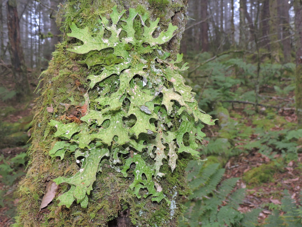 Tree Lungwort from Grayson County, VA, USA on July 16, 2020 at 09:03 AM ...