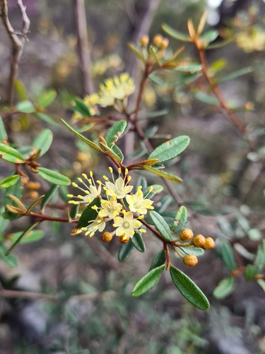 Forest Phebalium (Subspecies Phebalium squamulosum squamulosum ...