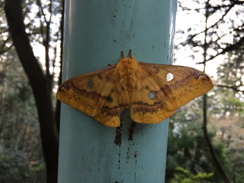 Rhodinia Fugax Moth
