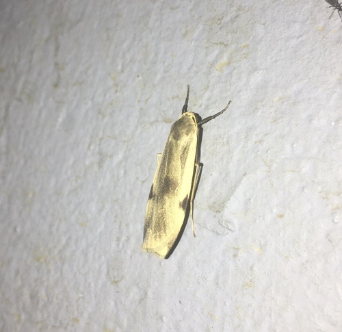 Genus Prabhasa · iNaturalist