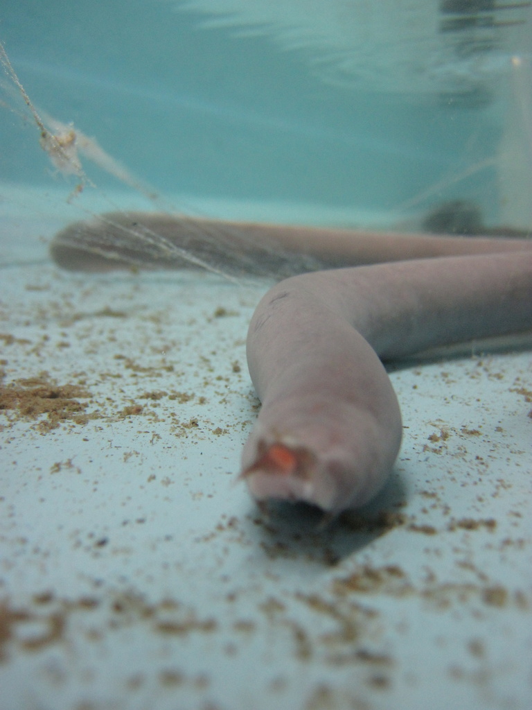 Girard's Atlantic Hagfish in June 2010 by pinesnake · iNaturalist