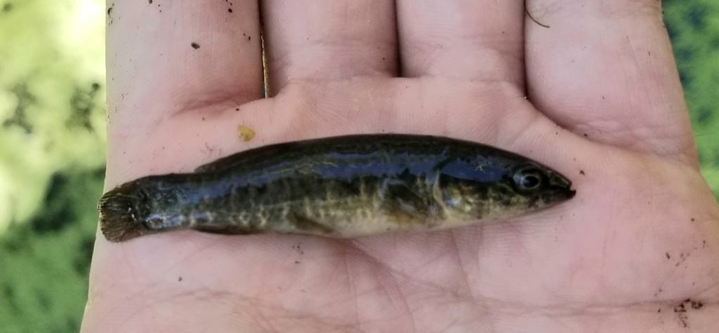 Central Mudminnow from Kalamazoo County, MI, USA on July 17, 2020 at 04:33 PM by Cody Hough ...