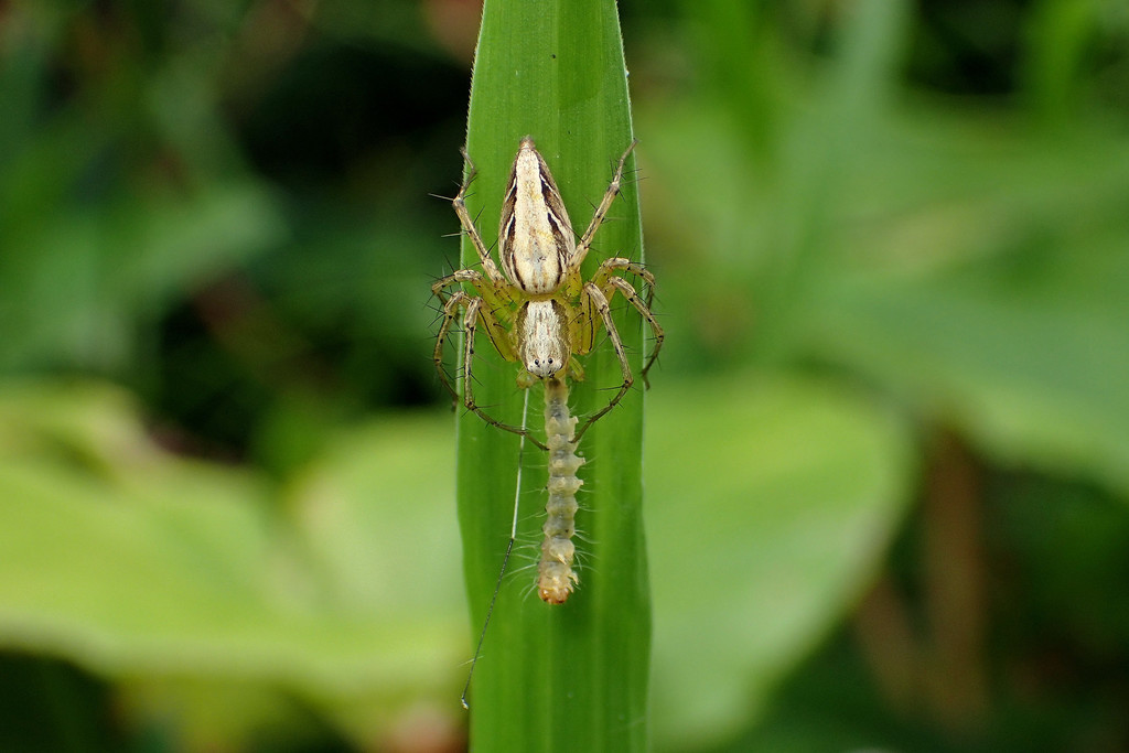 Oxyopes sertatus from 蘭嶼 on May 23, 2017 at 09:19 AM by WK Cheng ...