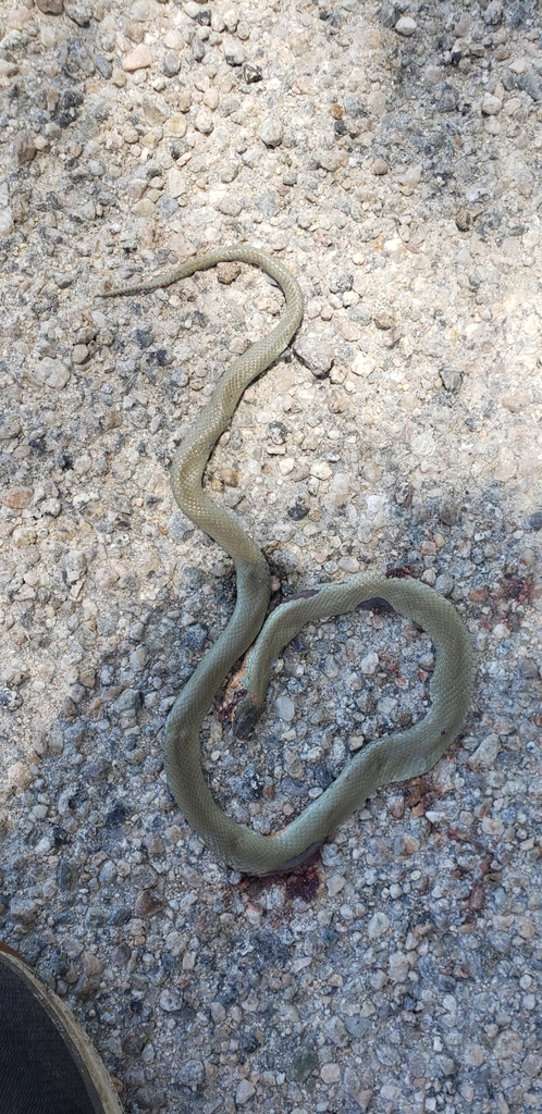 Ring-necked Snake from Mt Baldy, CA 91759, USA on July 17, 2020 at 12: ...